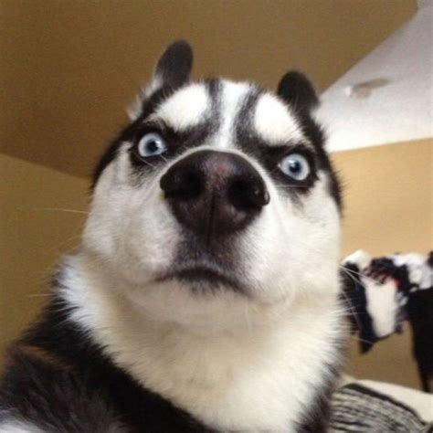 How To Fix Error Forrtl Severe 157 Program Exception Access Violation When Use Ls Dyna