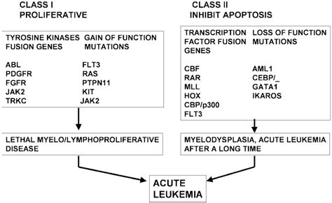 Multiple Mutations May Be Identified In Various Acute Myeloid