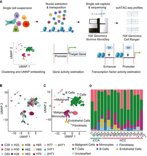 Genome Wide Profiling Of Transcription Factor Activity In Primary Liver Cancer Using Single Cell
