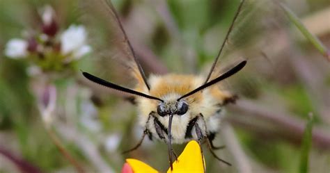 Raw Birds Narrow Bordered Bee Hawk Moth Hemaris Tityus Lullymore