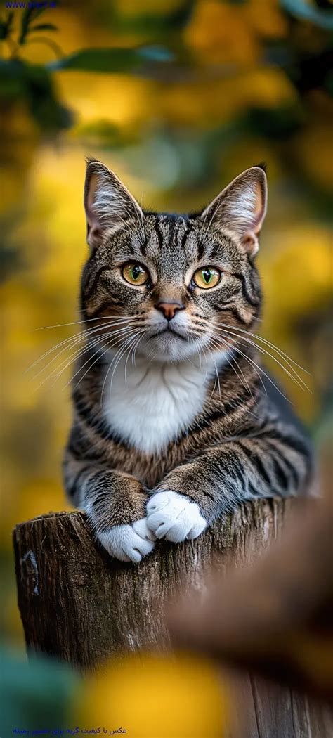 تصویر زمینه خاص برای لپ تاپ