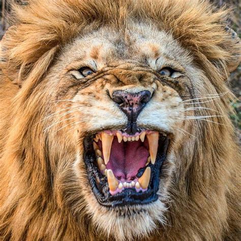 Lightskin Lion Roar At Hayden Champ Blog