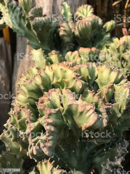 Pohon Ini Memiliki Bentuk Yang Chic Foto Stok Unduh Gambar Sekarang Alam Alamiah Kondisi