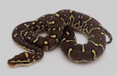 Angolan Python For Sale Rept Marts
