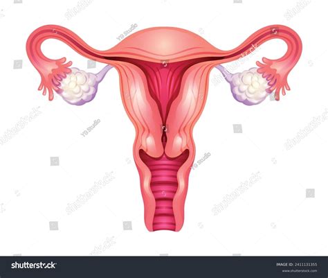 4 510 Cartoon Uterus Stock Vectors And Vector Art Shutterstock