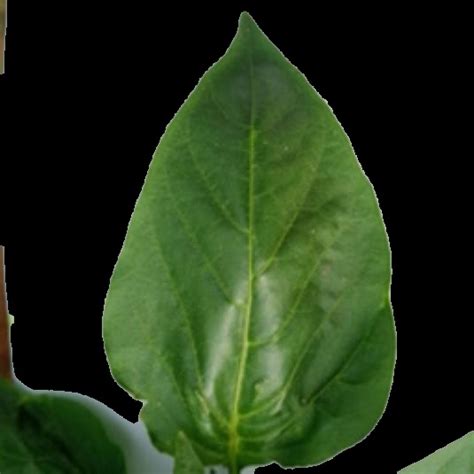 Leaf Disease Detection Object Detection Dataset By Balkis