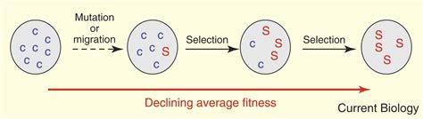 Evolutionary Explanations For Cooperation Current Biology
