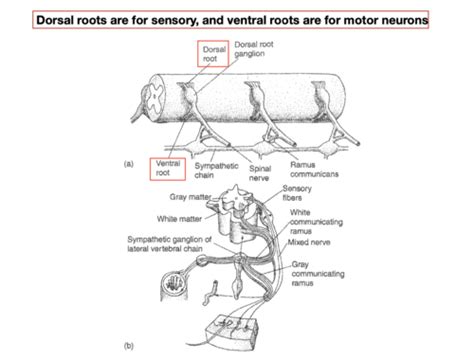 Nervouse System Comparative Anatomy Flashcards Quizlet