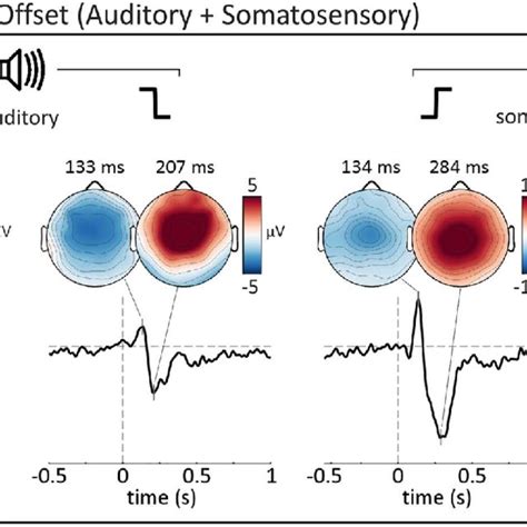 Experiment 1 Abrupt Onsets And Offsets Of Auditory Stimuli Elicit