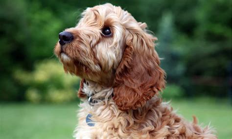 10 Incredible Cockapoo Facts A Z Animals