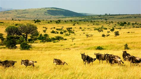 케냐 마사이마라 아프리카 사파리 투어 여행 ② 네이버 블로그