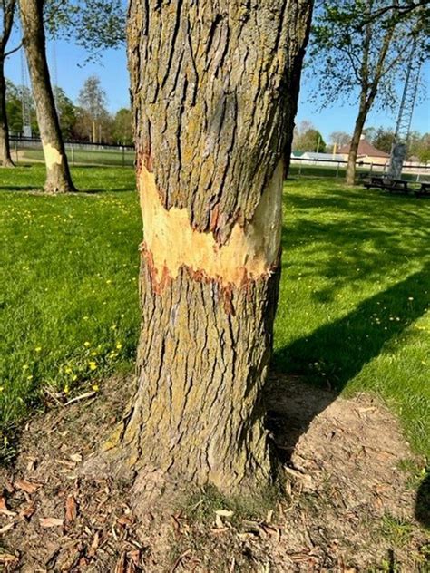 Major Damage To Trees In Mitchell Park Kincardine News
