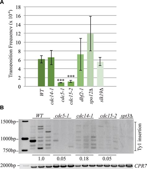 The Mitotic Exit Network Has A Role In Ty1 Transposition A
