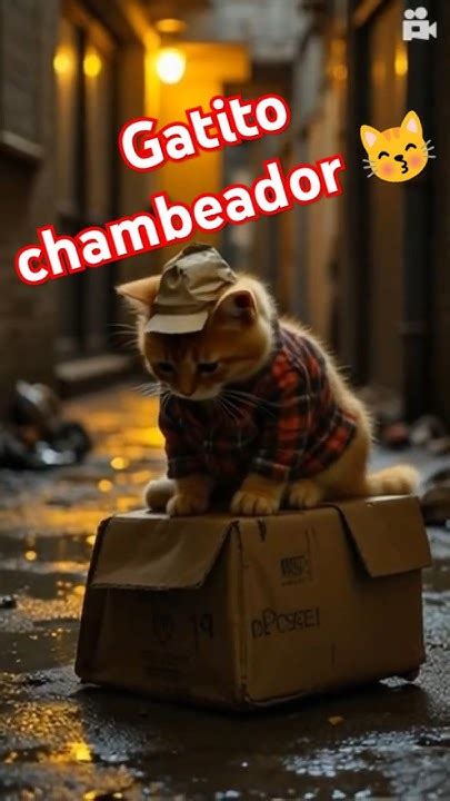 😽historia Sad Del Gatito Chambeador Humor Youtube