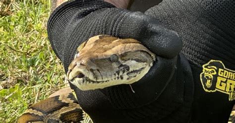 On Python Patrol Burmese Pythons Are Being Captured In Region Port