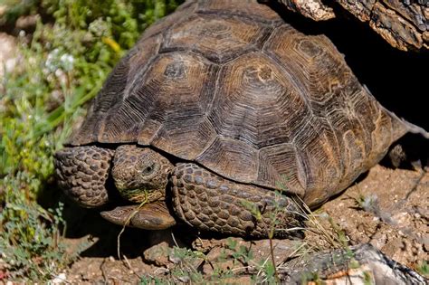 Lets Discover The Types Of Tortoise Species In The United States