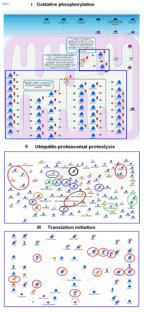 Top Scored Pathways Maps And Process Networks For Housekeeping