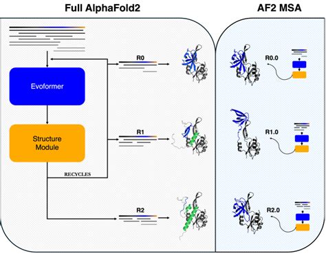 Alphafold Predictions Of Fold Switched Conformations Are Driven By Structure Memorization