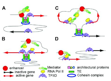Variants Of Functional Interactions Between Enhancers And Promoters