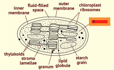 Draw Welllabelled Diagram Of Ultrastructure Of Chloroplast