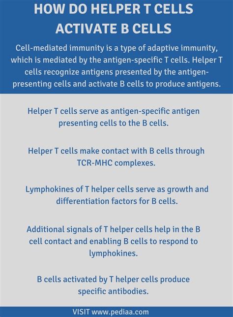 How Do Helper T Cells Activate B Cells Pediaa Com