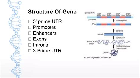 Bioinformatics Presentation On Finding Gene In Dna Ppt