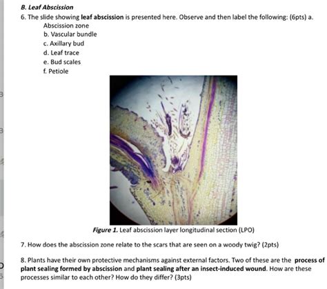 Solved B Leaf Abscission 6 The Slide Showing Leaf Abscission