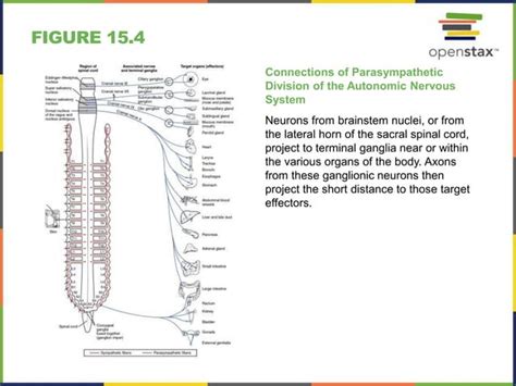 Open Stax Anatomy Physiology Ch PPTX