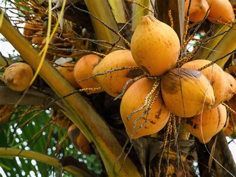 18 Types Of Coconuts For A Tropical Taste