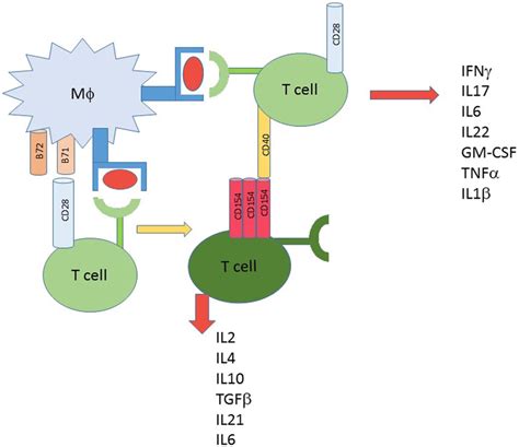 T Cell Activation Alternative Methods Classic 2 Signal Activation
