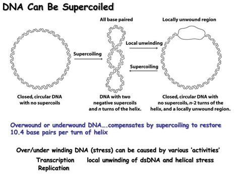 Ppt Three Dimensional Structure Of Dna Powerpoint Presentation Id