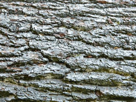 Tree Bark Stock Photo Image Of Macro Skin Background 121879620