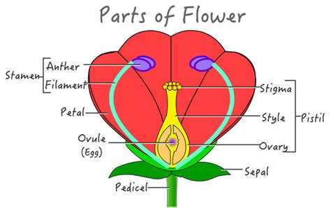 Flower Anatomy Labeled Home Alqu