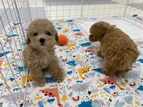 가을과 어울리는 크림토이푸들 남매 분양 소식이에요 네이버 블로그