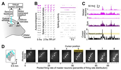 Mice Control A Virtual Cursor With Motor Cortex Activity With Online Download Scientific