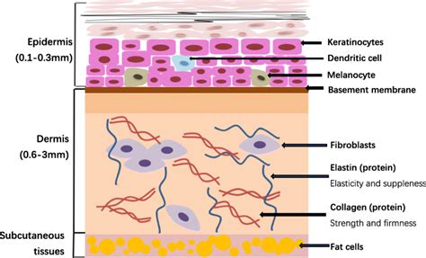 Skin Structure And Function The Human Epidermis Evolves