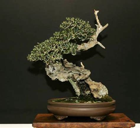 Wild Trees Massive Trunks Bonsai Bark