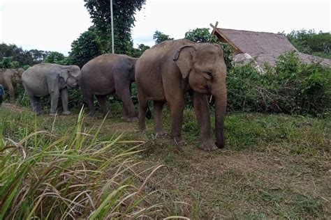 Forum Konservasi Gajah Indonesia Gajah Mati Tim Kementerian