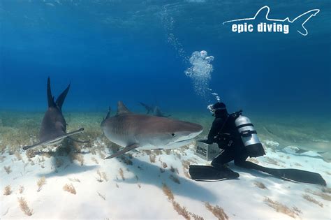 Tiger Shark Diving Tiger Beach Grand Bahama Island Epic Diving