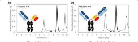 Schematic Representation Of Model Bsabs Fabscfv Kih A And Fab 2 Download Scientific Diagram