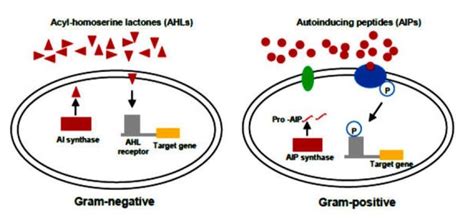 Bacterial Quorum Sensing System On Gram Negative And Positive Download Scientific Diagram