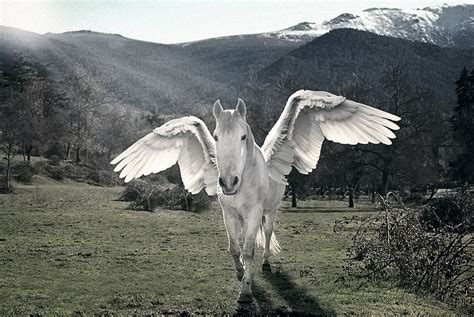 Real White Pegasus