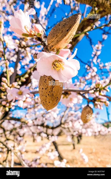 Almond Tree Blossom