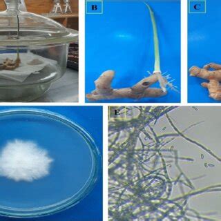 Pathogenicity Test In In Vitro Condition A Experiment Set Up In Download Scientific Diagram