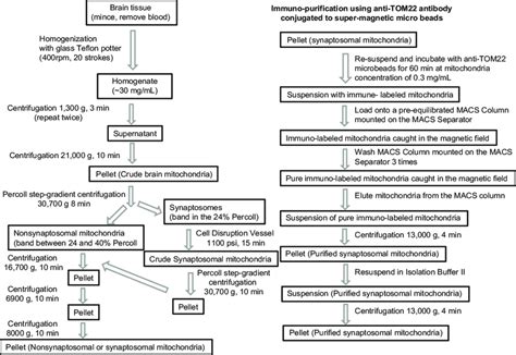 Flowchart Of The Mitochondrial Isolation Technique Download Scientific Diagram