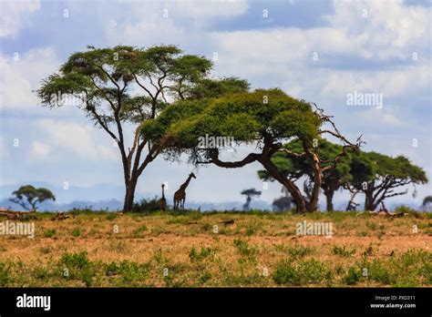 African Savanna Acacia Tree Large Acacia Tree In The Open Savanna