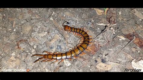 Centipedes Jamaican Forty Legs Aug 9 2022 Youtube