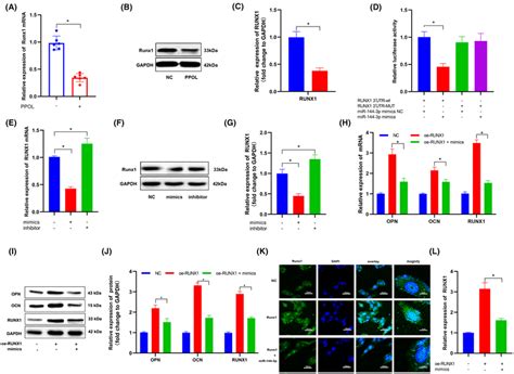 runx1 is directly targeted by mir‐144‐3p in hbmscs runx1 expression