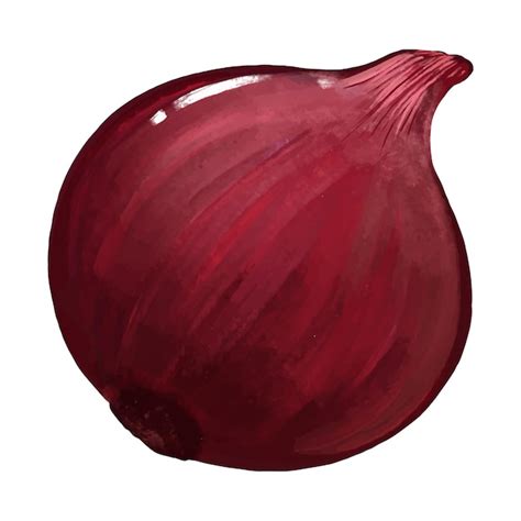 붉은 양파 벡터 드로잉 샬롯 양파 야채 프리미엄 벡터