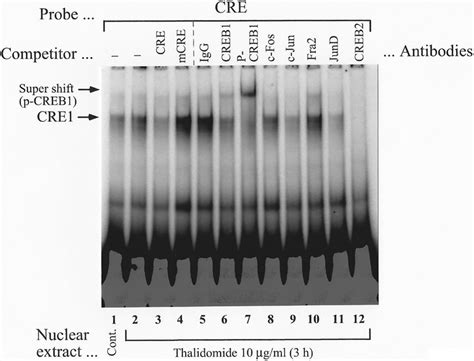 Specific Binding Of Nuclear Proteins To Cre Radiolabeled Download Scientific Diagram